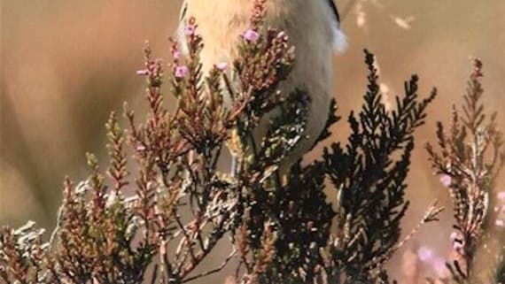 Alfred Vowles Trophy | wsfp.co.uk