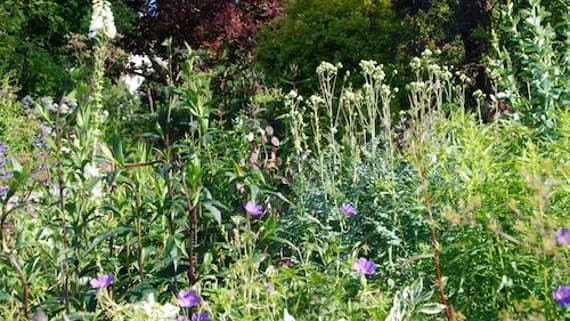 Cottage garden reopens for visitors | wsfp.co.uk