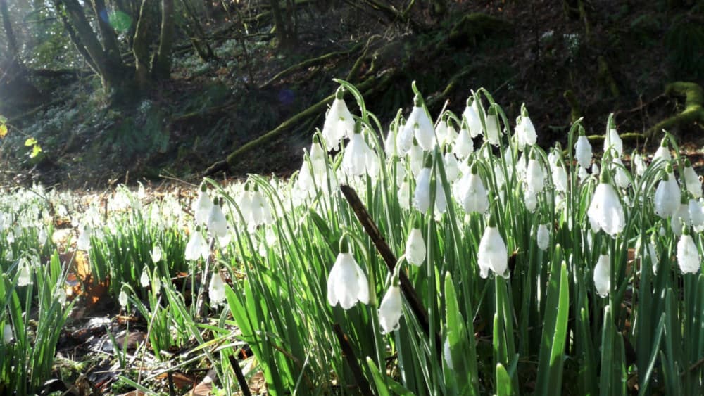 Snowdrop Valley in bloom | wsfp.co.uk
