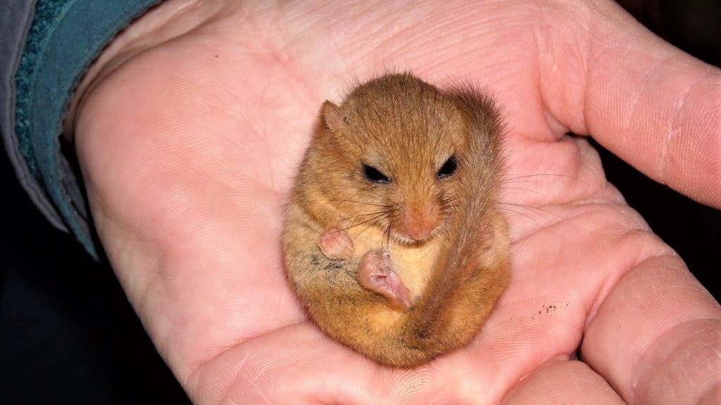 Tiny golden dormice live in the trees and spend most of their time ...