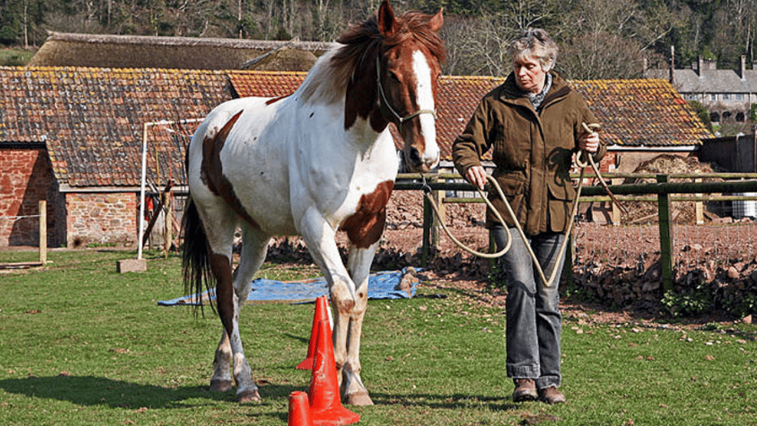 Exmoor birds of prey and wildlife sanctuary will close after death of ...