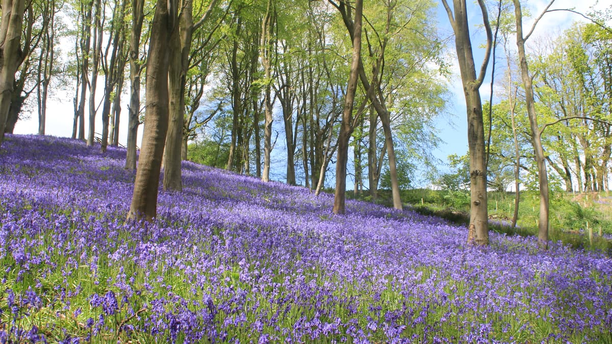 Best places to spot Bluebells across Wellington and West Somerset ...