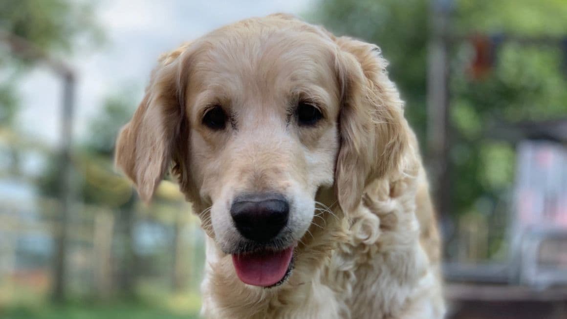 Golden Retriever Experience says dogs seized by RSPCA not up for re ...