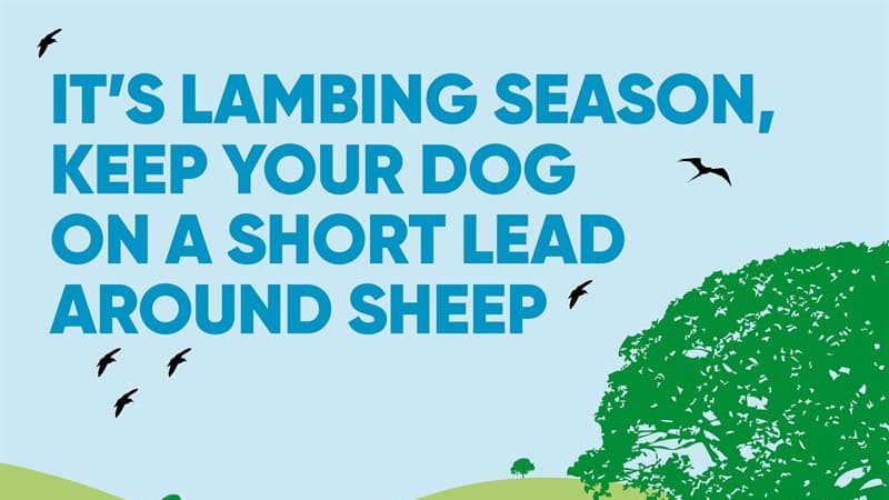 Dog owners warned to keep pets on lead as two sheep killed and two ...