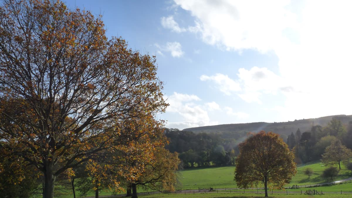 Study reveals information important to future of the two million trees ...