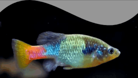 Rare fish species nearly became extinct in the world after West ...