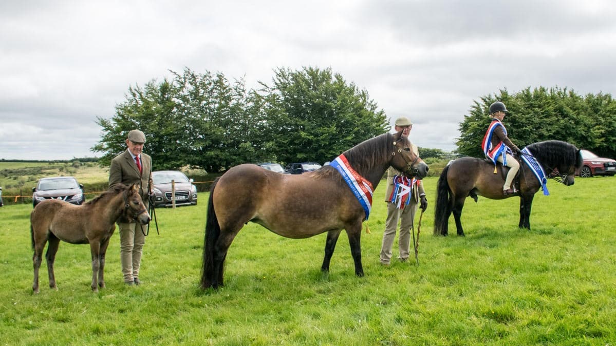 Top turn out for Exmoor Pony breed show in Exford bucks the national ...
