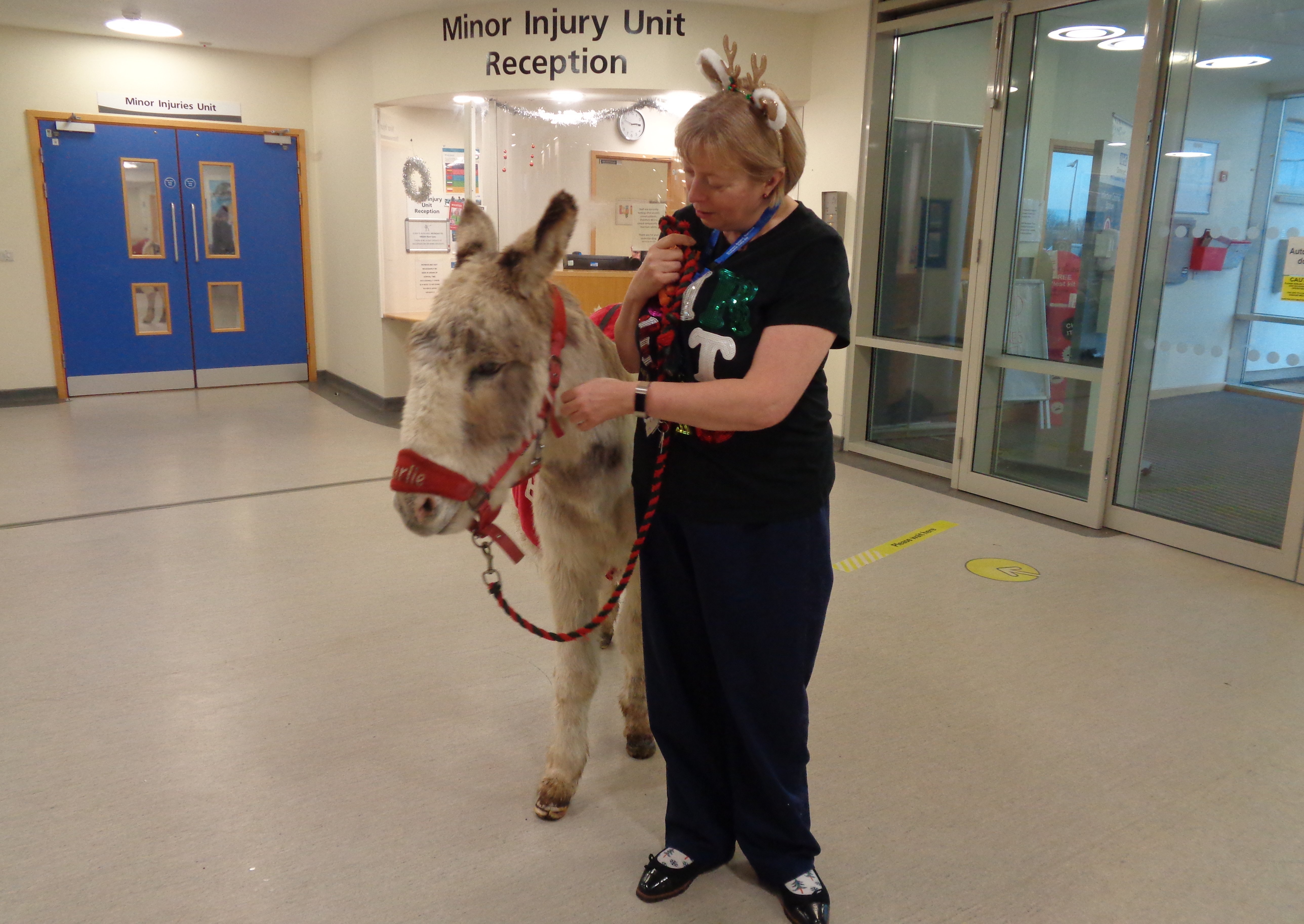 Donkey Charlie is Minehead Hospital's most unusual admission as he ...