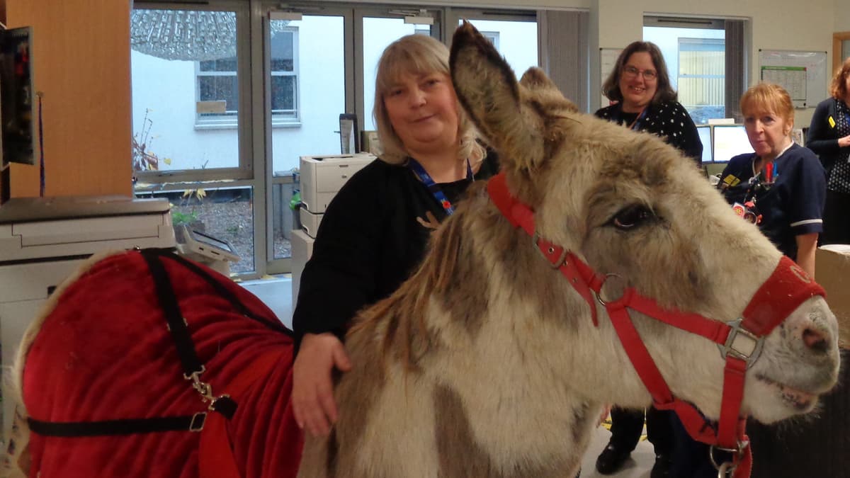 Donkey Charlie is Minehead Hospital's most unusual admission as he ...