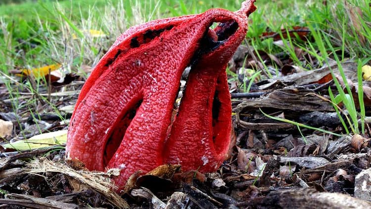 Spooky southern hemisphere fungus known 'Devil's fingers' found on ...