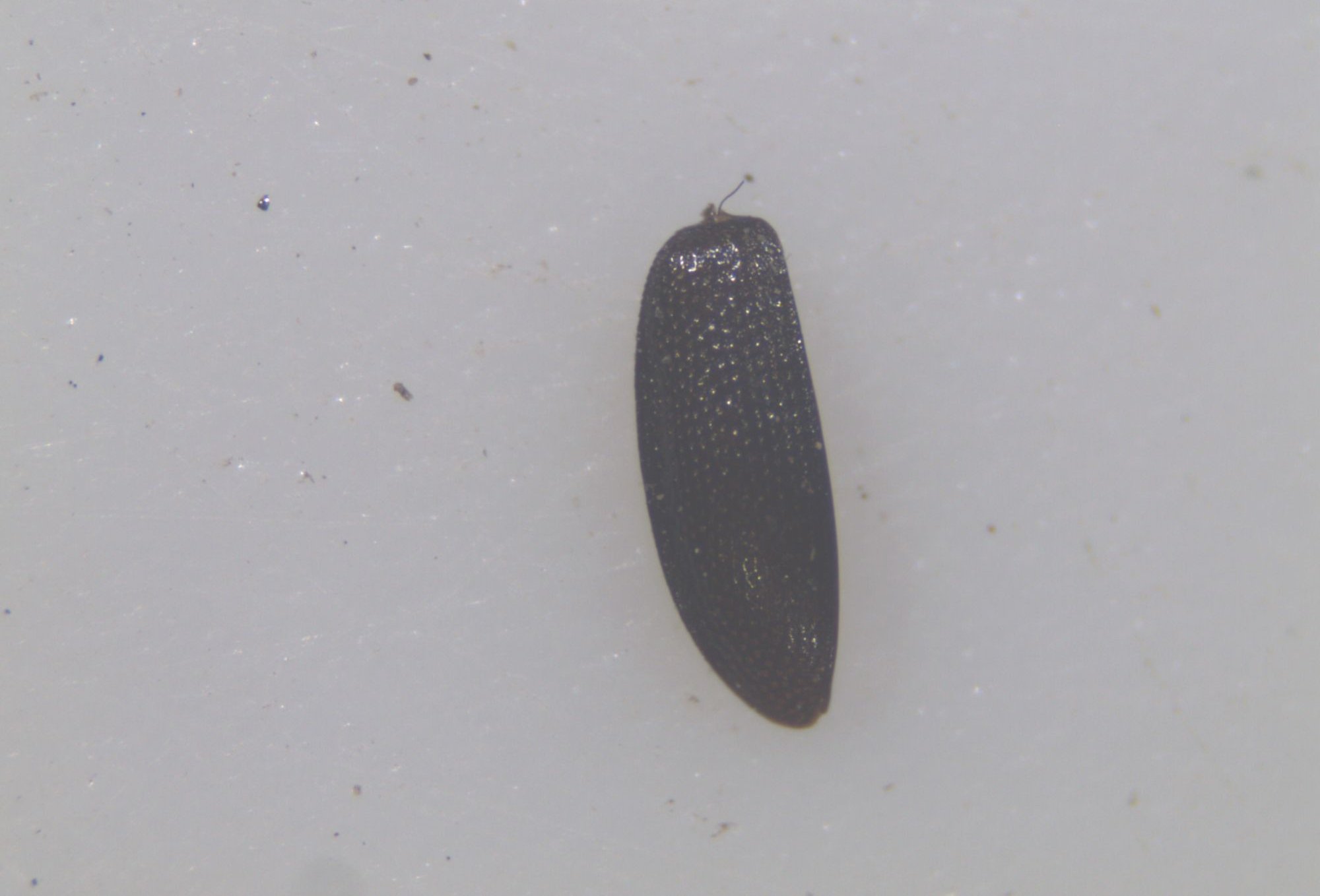 Exmoor peat 'time capsule' uncovers evidence of Neolithic and Bronze ...