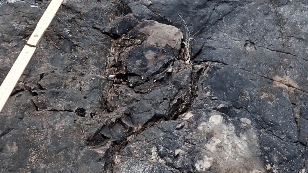 Oldest-ever fossilised forest discovered in Exmoor coastal cliffs ...