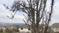 Porlock St Dubricius First School pupils explore sounds of the natural ...