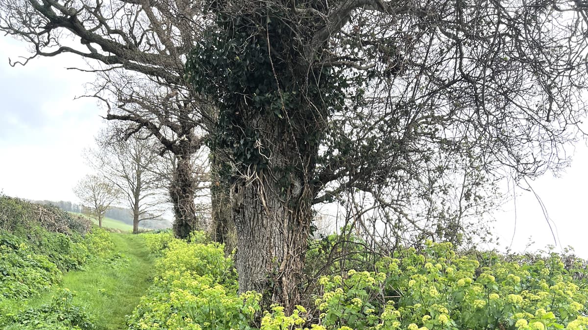 Record horse parsley crop this year astounds Blue Anchor residents ...