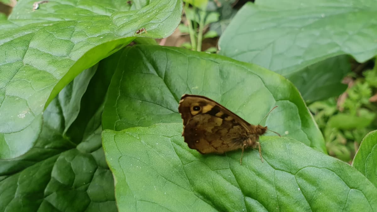 Insect box building project being launched for Wootton Courtenay ...