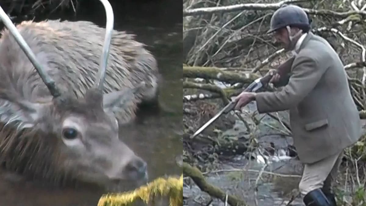 Footage released which shows man shooting stag after hunting it for ten ...