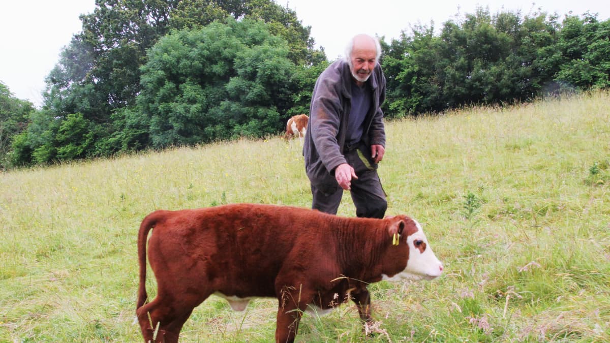 Police and Defra seize TB row cow after Michael Reed's Exmoor farm ...