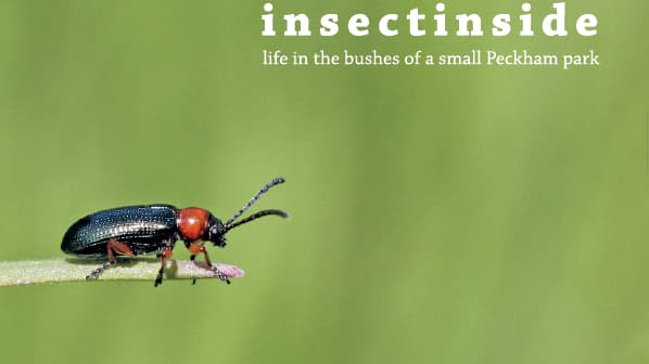 Wootton Courtenay bug hunt to be led by insect photographer Penny Metal ...