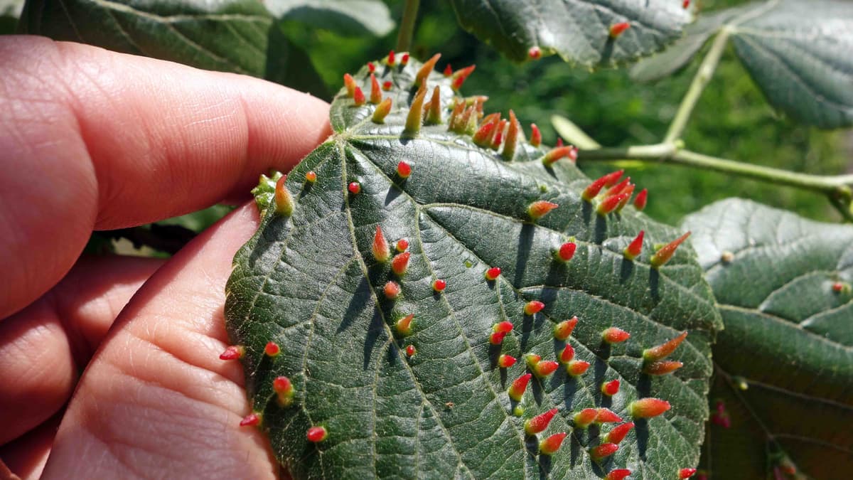 Lumps and bumps that grow on trees | wsfp.co.uk