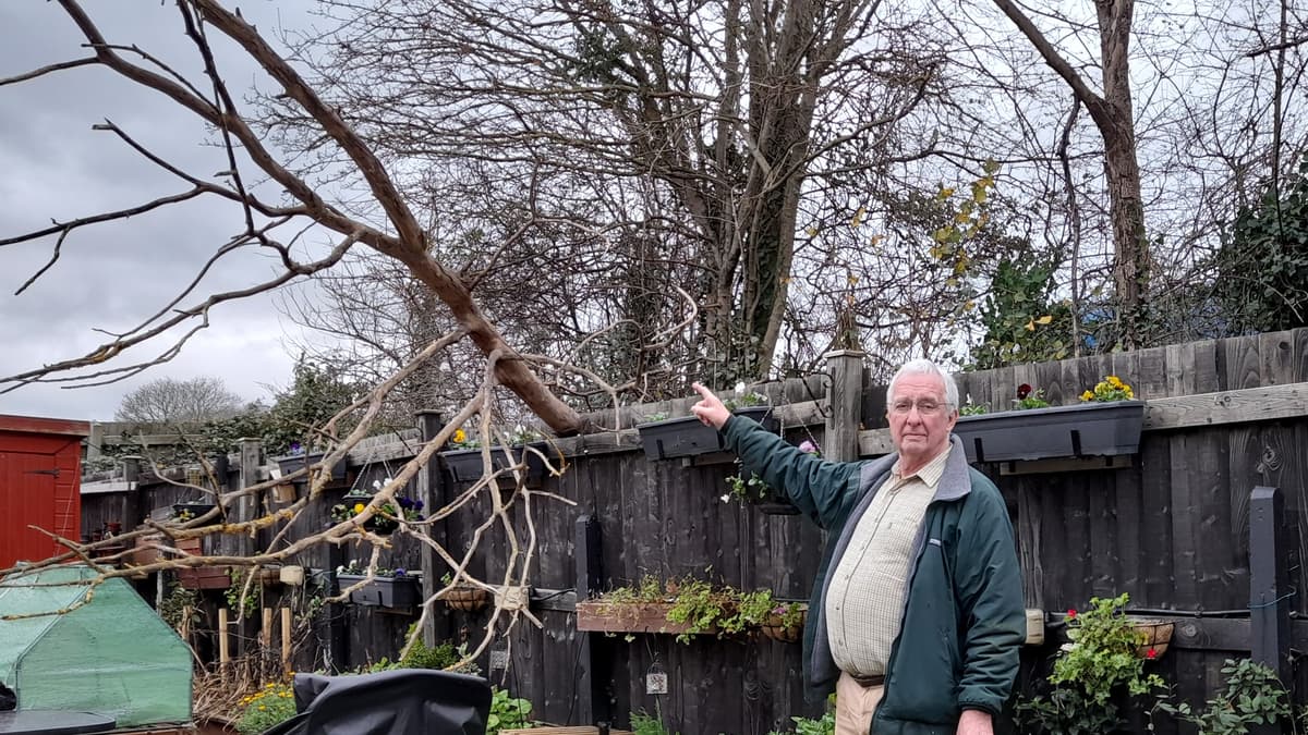 Fears footpath users at risk from falling trees after council refuses ...