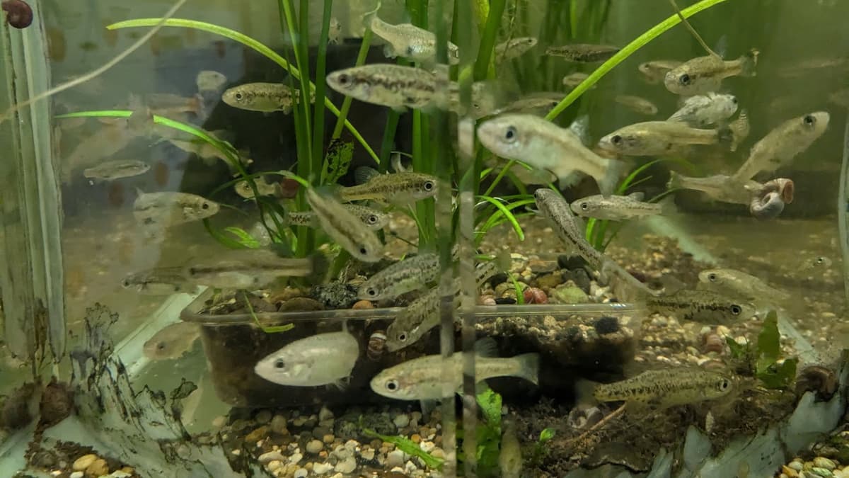 Tropiquaria zoo 'accidentally' saves fish species from total extinction ...