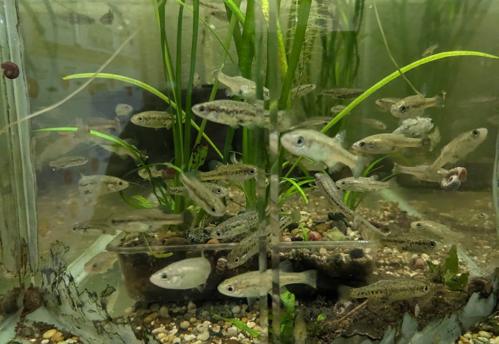 Tropiquaria zoo 'accidentally' saves fish species from total extinction ...