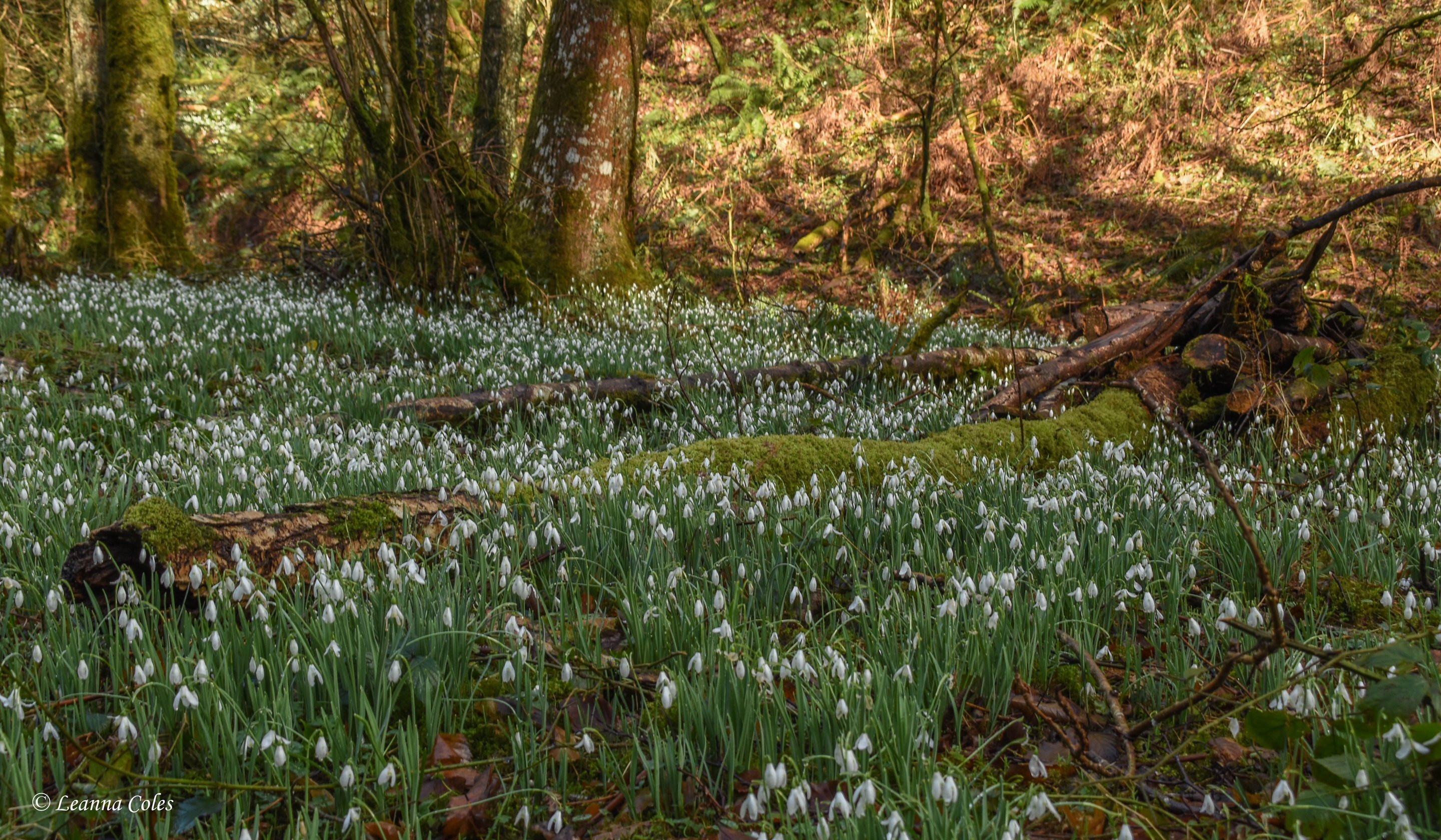 Volunteers sought to help with one of Exmoor's most spectacular natural ...