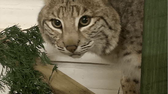 Bode the bobcat is saved at the eleventh hour by Tropiquaria Zoo | wsfp.co.uk