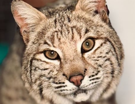 New abode for Bode the bobcat takes shape in Tropiquaria Zoo | wsfp.co.uk