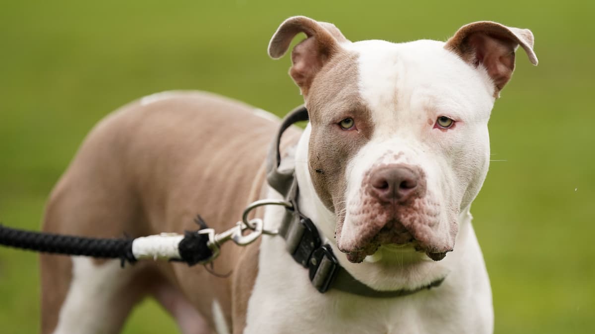 Dozens of XL bullies euthanised after seizure by Avon and Somerset ... Dozens of XL bullies euthanised after seizure by Avon and Somerset ...