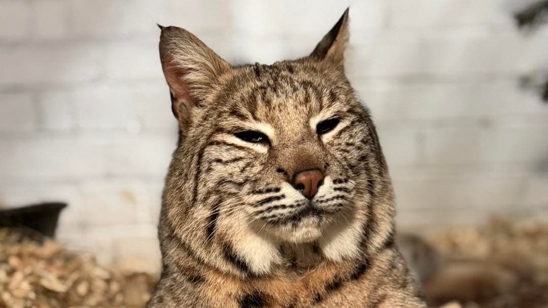 Tropiquaria to officially open bobcat enclosure as visitors get first viewing of Bode | wsfp.co.uk