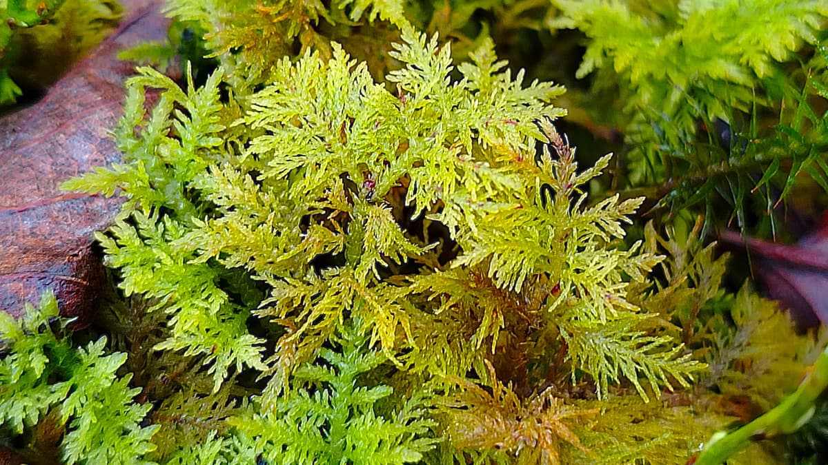 Exmoor's Atlantic Woodlands: A Haven for Rare Mosses and Liverworts ...