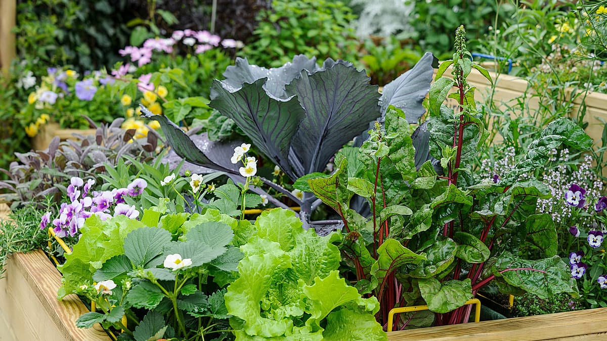 GOOD GARDENING: Brighten up your veg garden with flowers | wsfp.co.uk