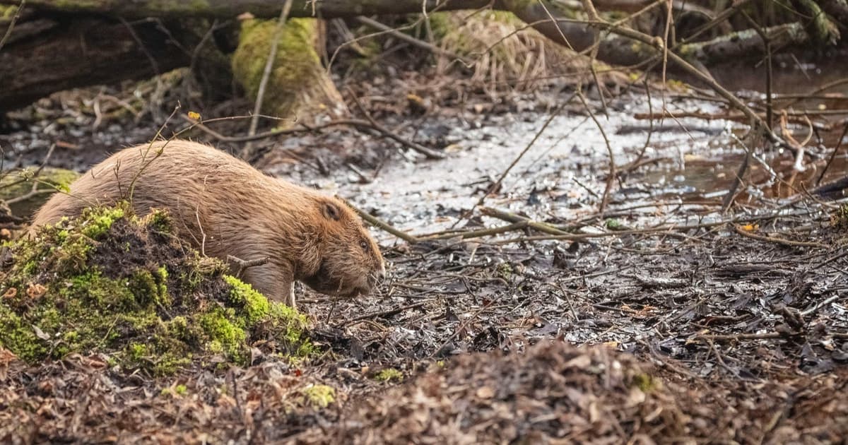 Beaver tours on Holnicote estate on offer ahead of Exmoor wild release ...
