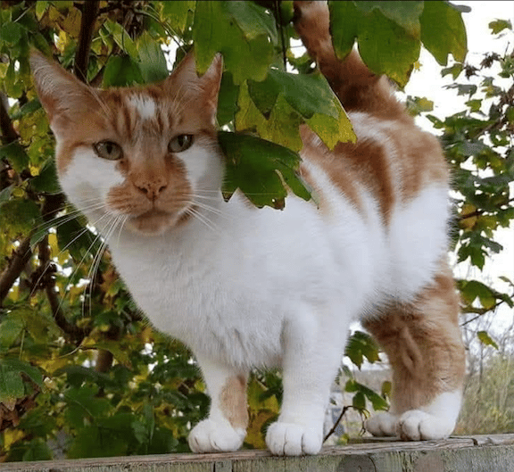Minehead cat Gizmo remembered with life-size statue | wsfp.co.uk