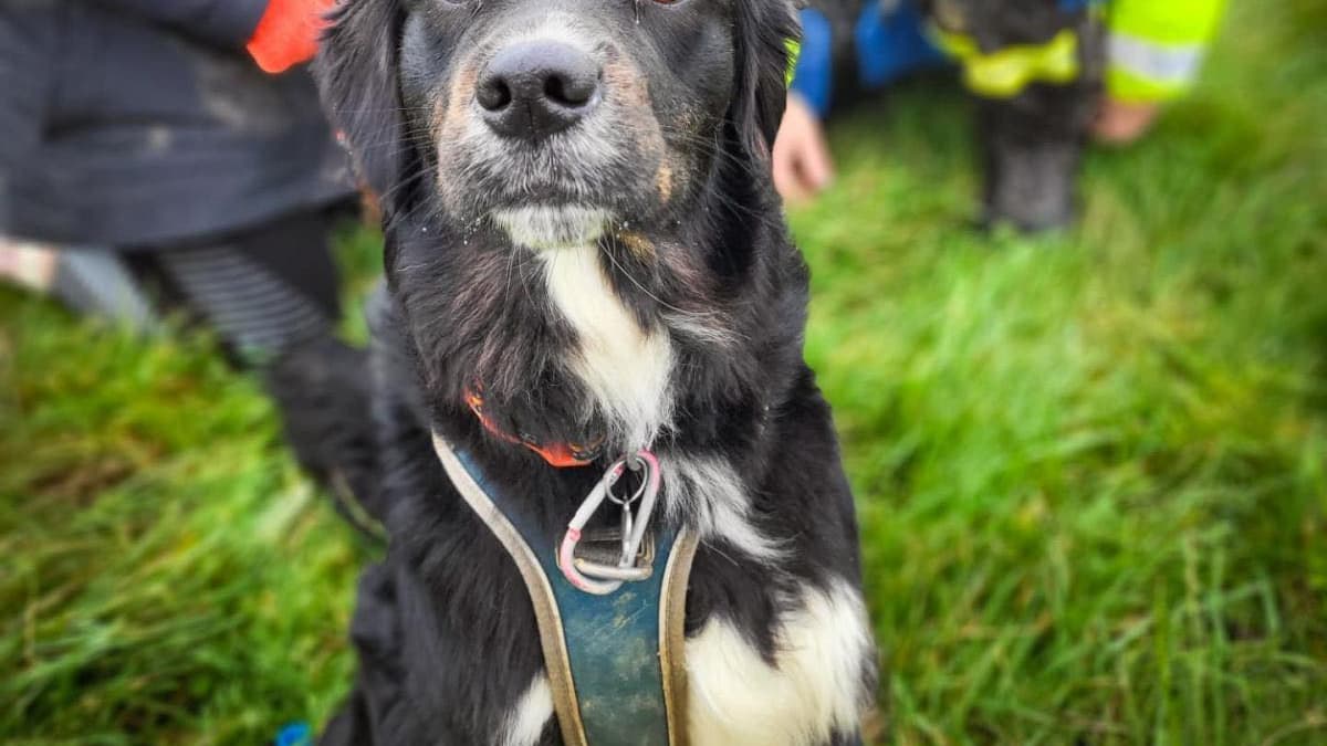 Dog and owner stuck on cliffs near Watchet saved by boat owner | wsfp.co.uk