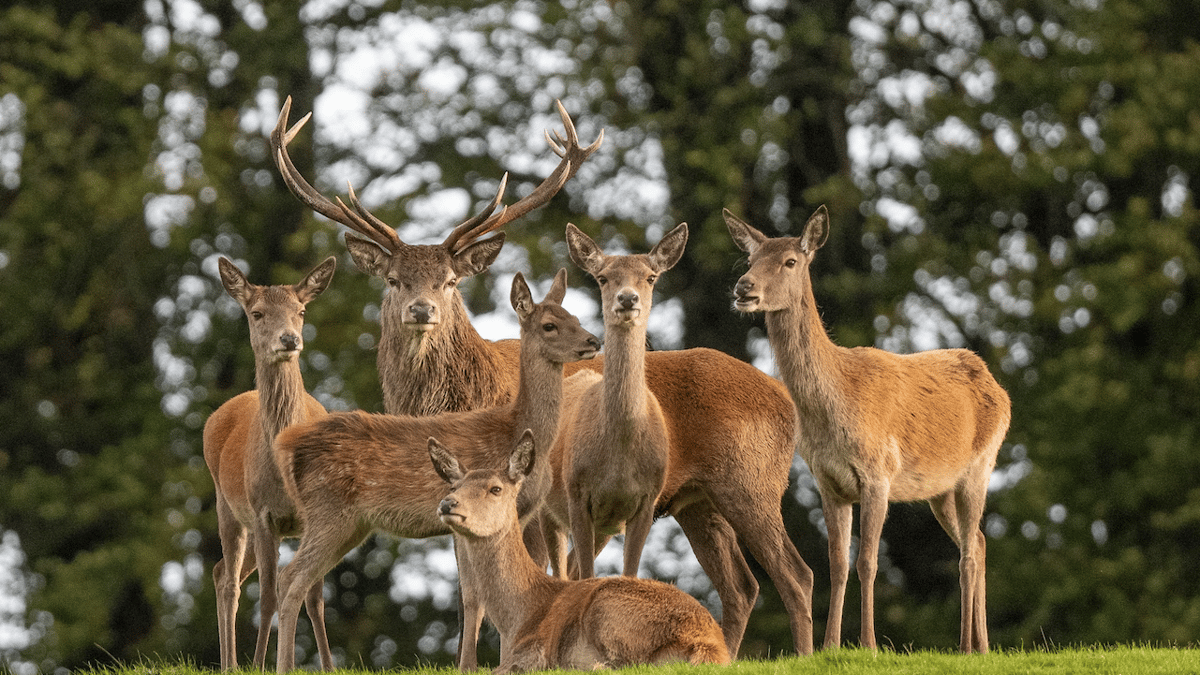 Culling is 'only viable' red deer management method, Exmoor audience ...