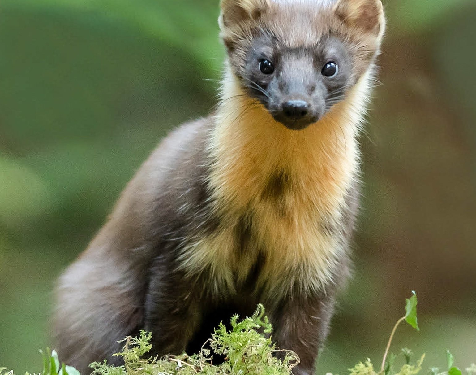 Exmoor sees pine martens reintroduced after 150 years | wsfp.co.uk