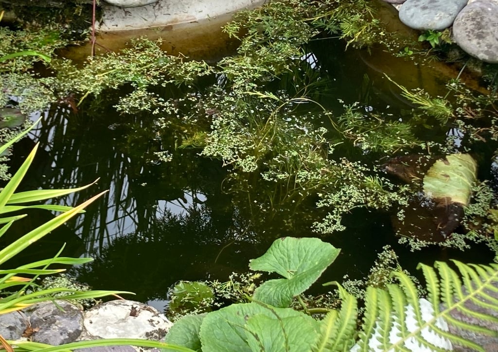 Wildlife trust volunteer Elizabeth Atkinson to explain what could be in ...