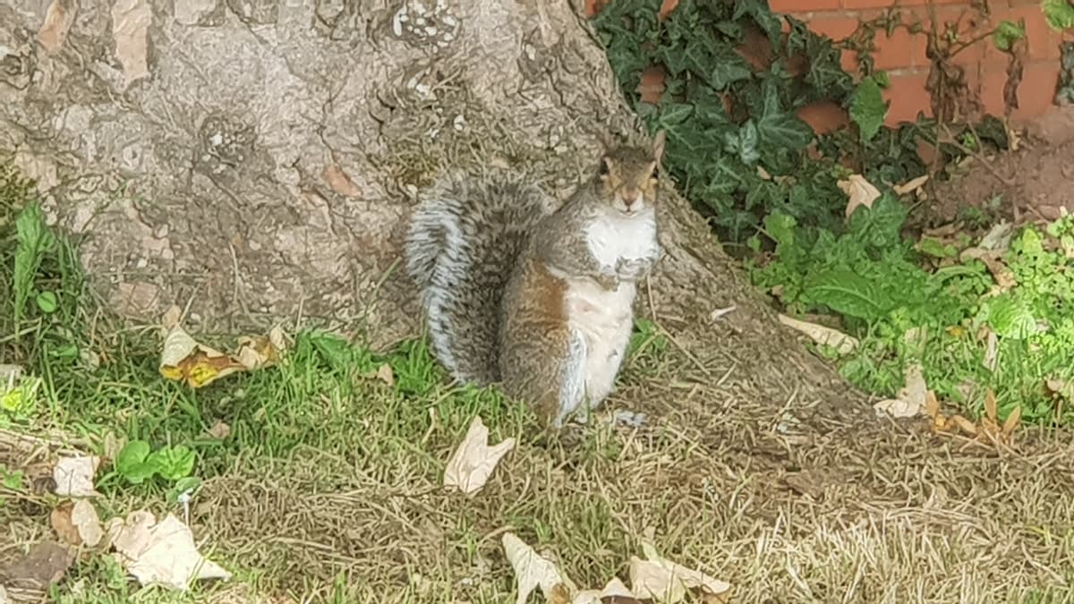 Exmoor grey squirrels shot by National Trust before native reds are ...