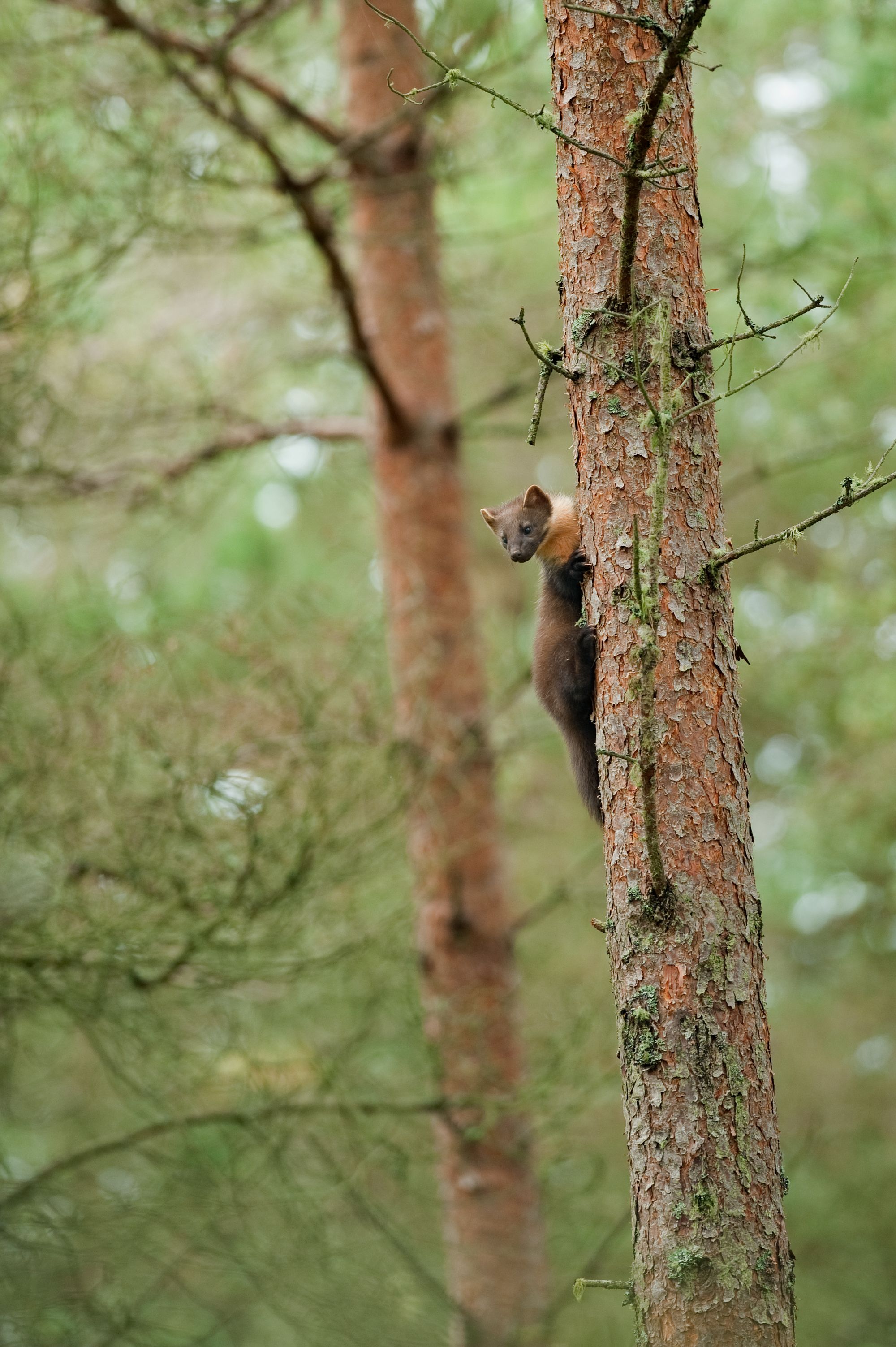 Exmoor sees pine martens reintroduced after 150 years | wsfp.co.uk