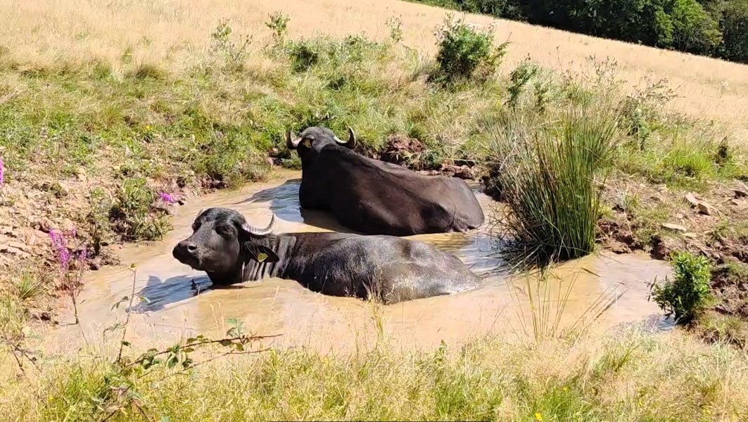 National Trust using water buffalo herd to boost Exmoor wetlands ...