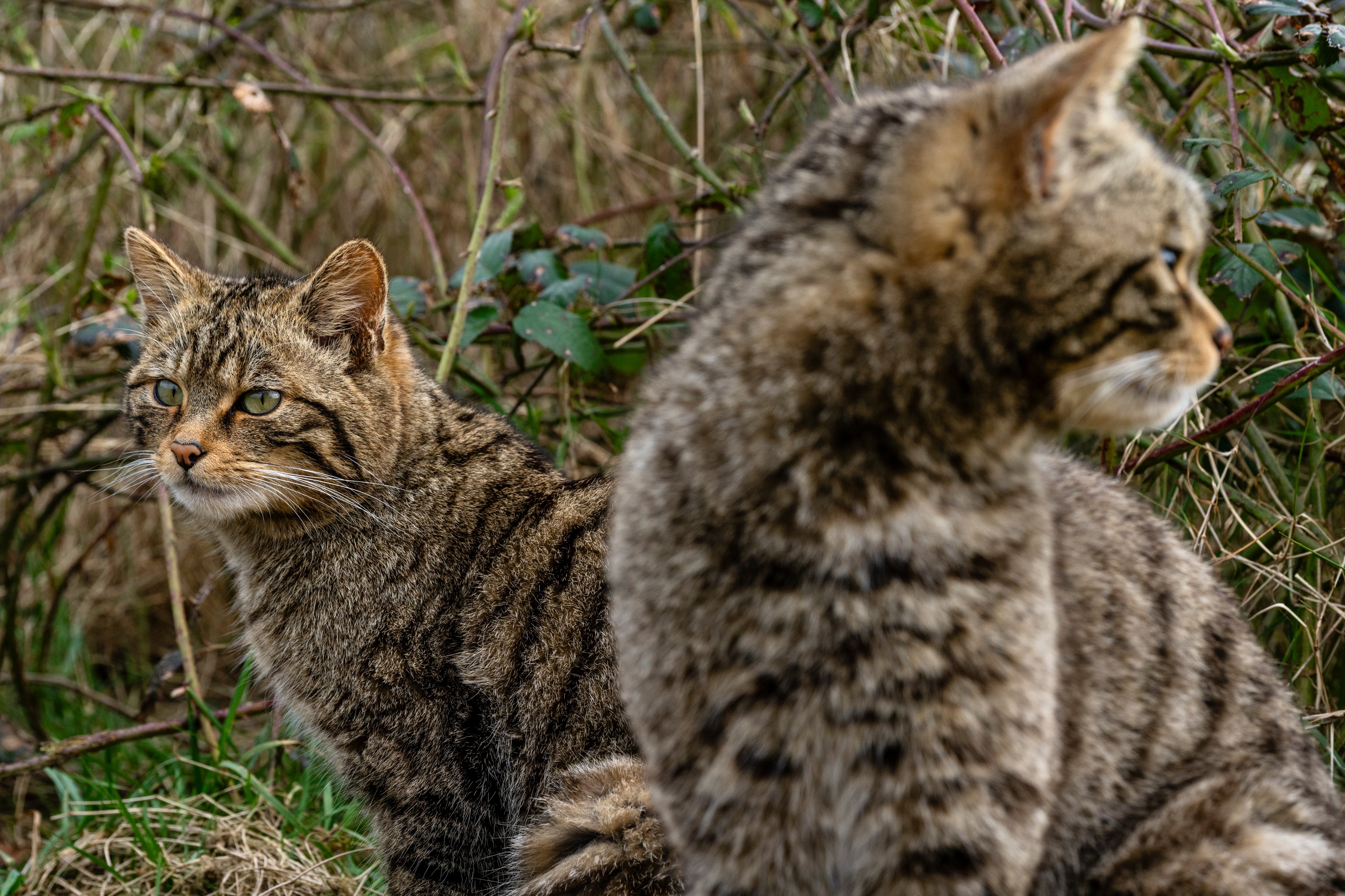 Plans to bring back wildcats to Exmoor to be explained in free online ...
