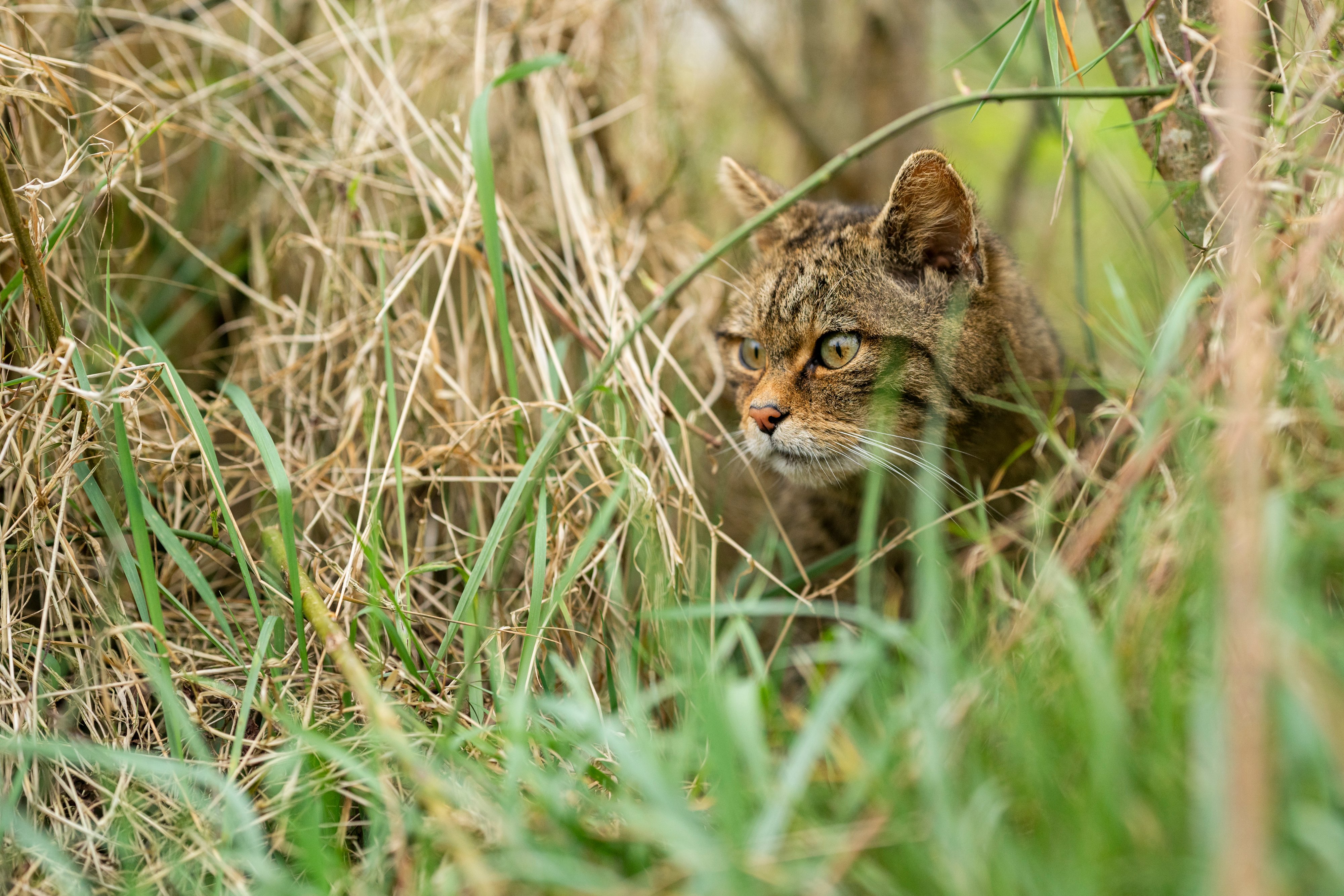 Plans to bring back wildcats to Exmoor to be explained in free online ...
