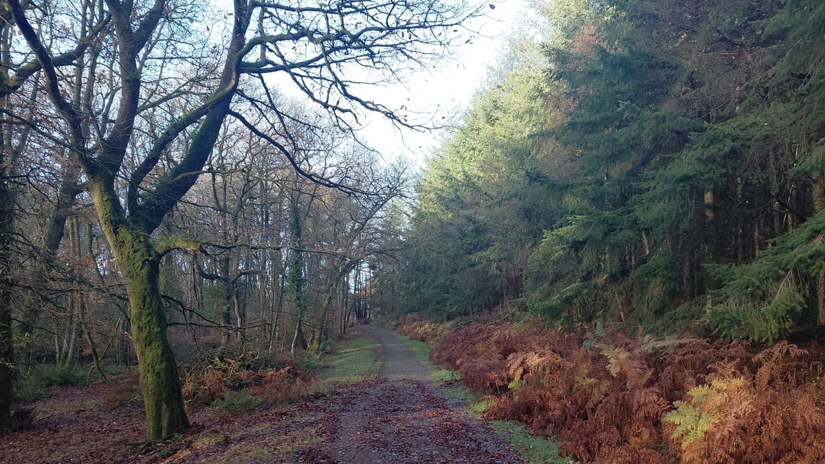 Somerset Council lets new four-year contract to manage trees and tackle ...