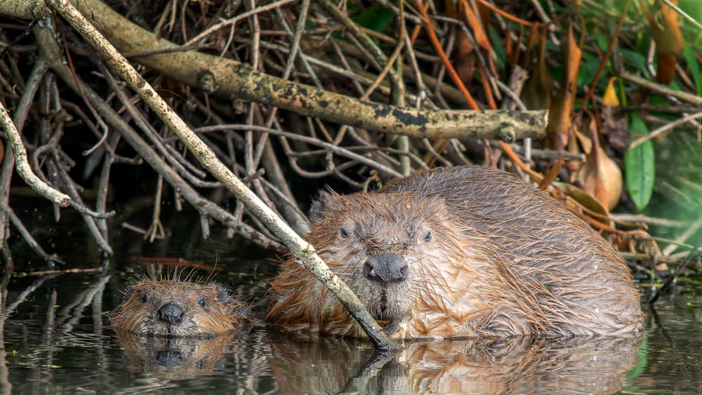 After 400 years beavers are being allowed to live in the wild on Exmoor ...