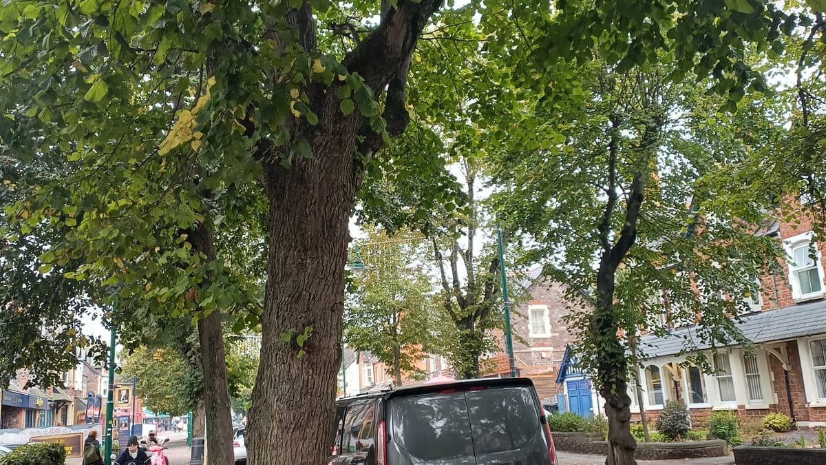 Programme to replace Minehead town centre trees gets underway | wsfp.co.uk