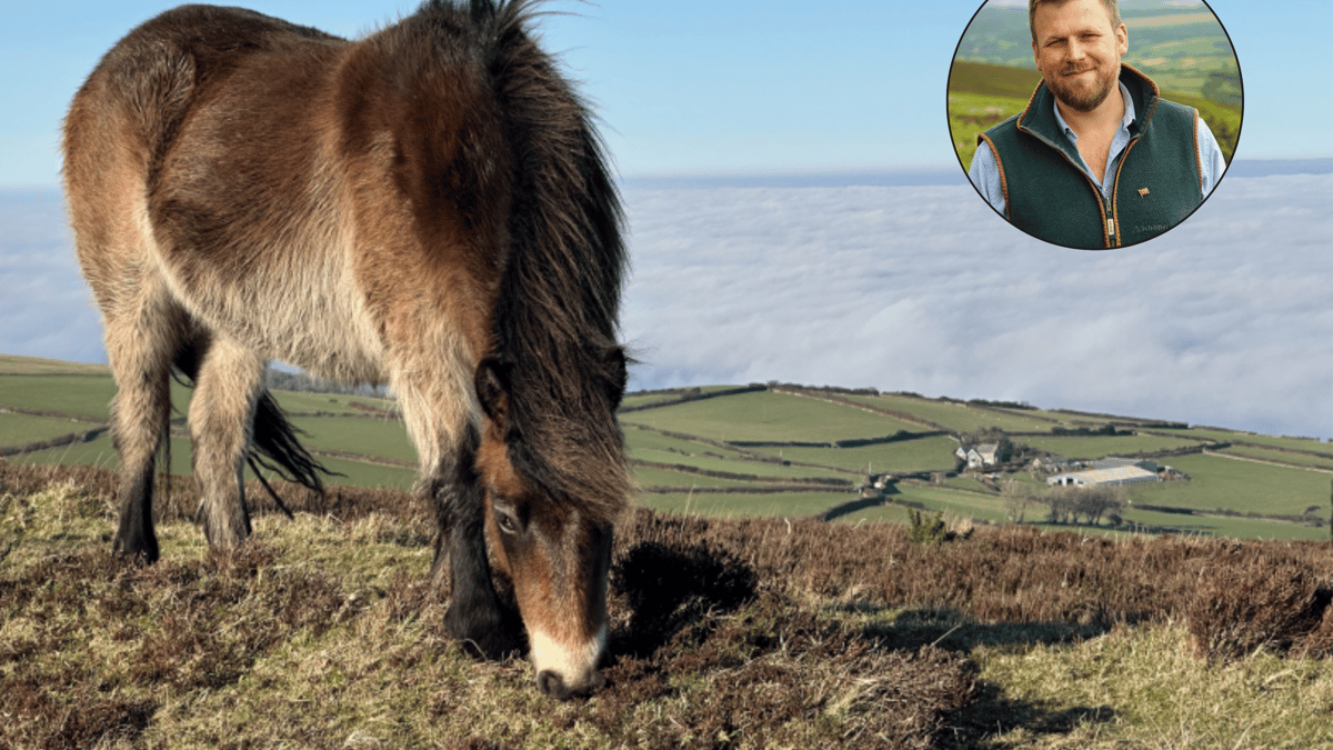 Fears of threat to future of Exmoor Ponies see protest letter signed by ...